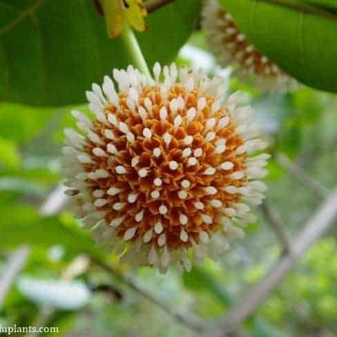Bak Mee | Nauclea orientalis | Yellow Cheesewood | බක් මී