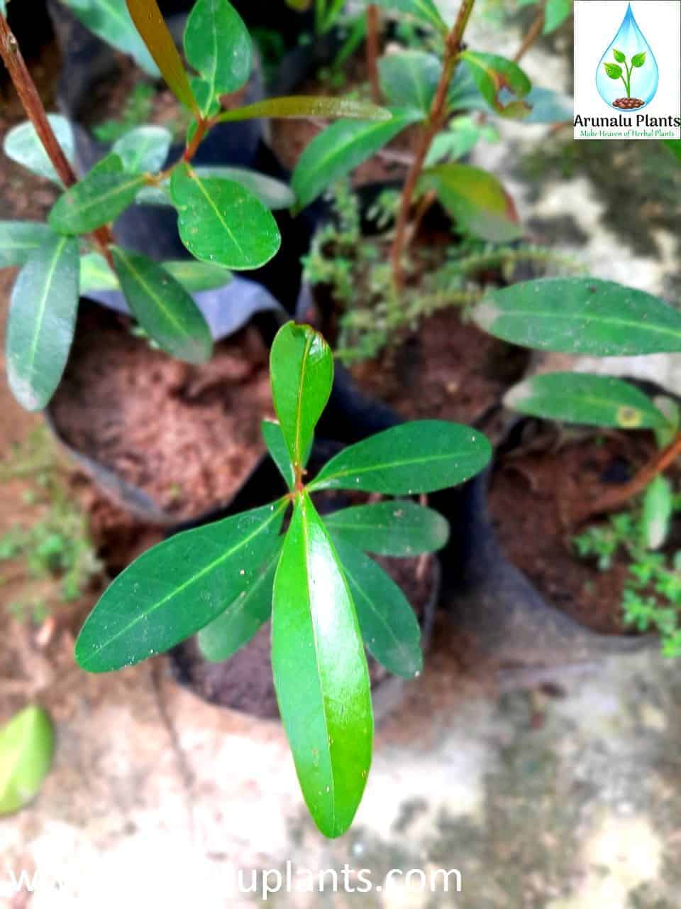 Ma Dan | Syzygium cumini | Java Plum | මා දං | Arunalu Plants