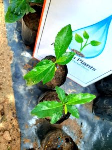 Neralu | Cassine glauca | Jamrasi | නෙරලු | Arunalu Plants