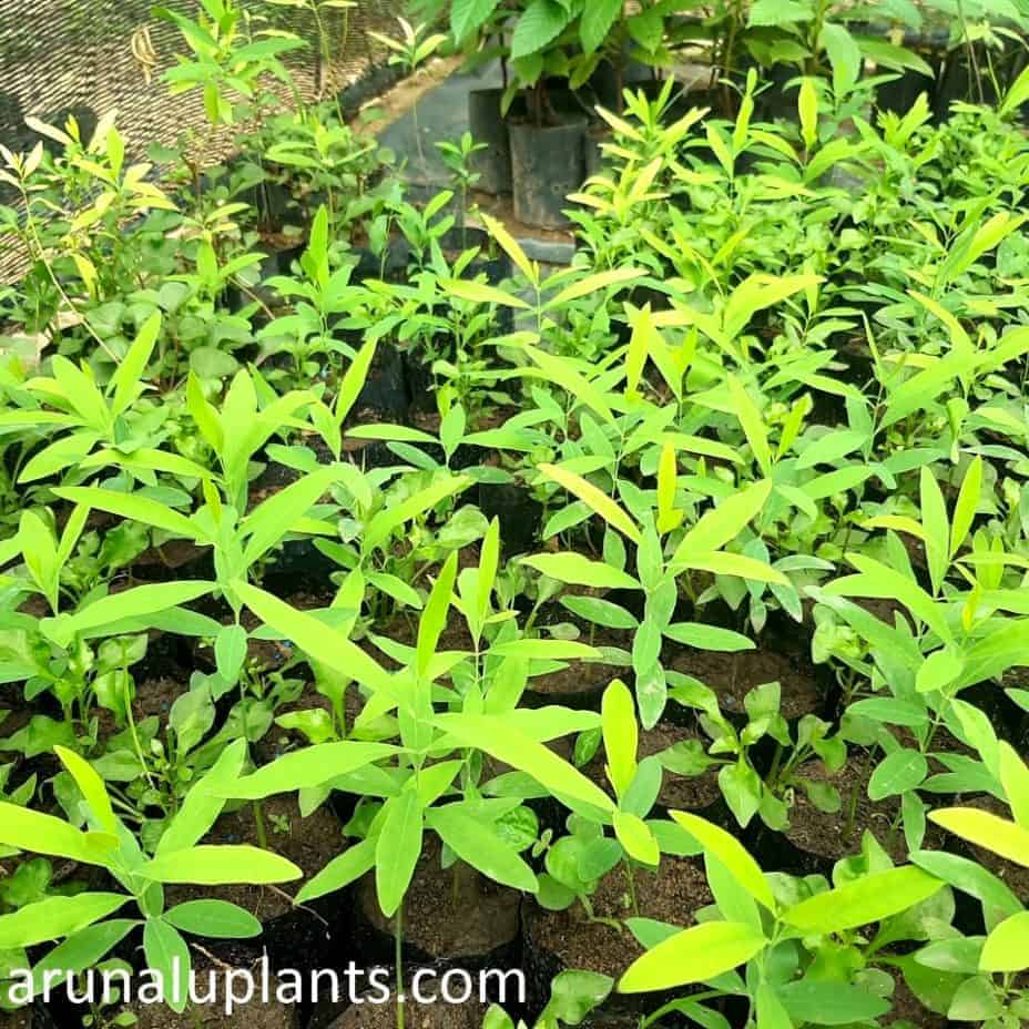 White Sandalwood | Sudu Hadun | Santalum album | සුදු හඳුන්