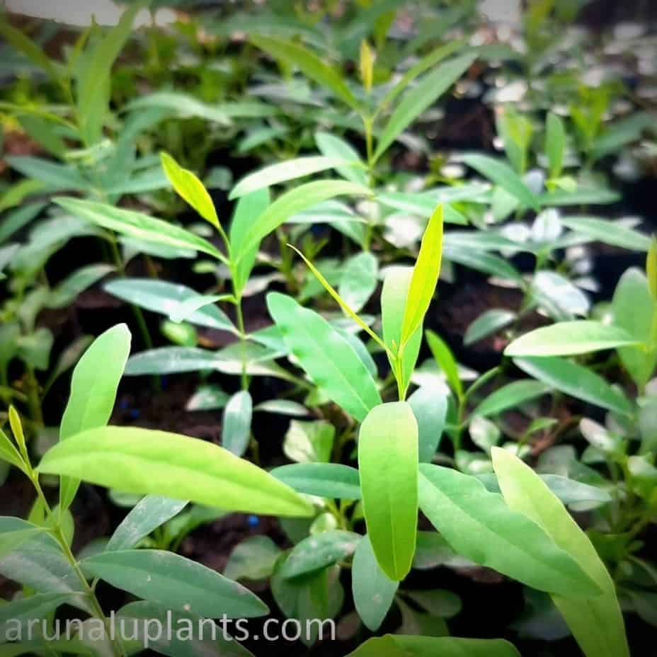 White Sandalwood | Sudu Hadun | Santalum album | සුදු හඳුන්