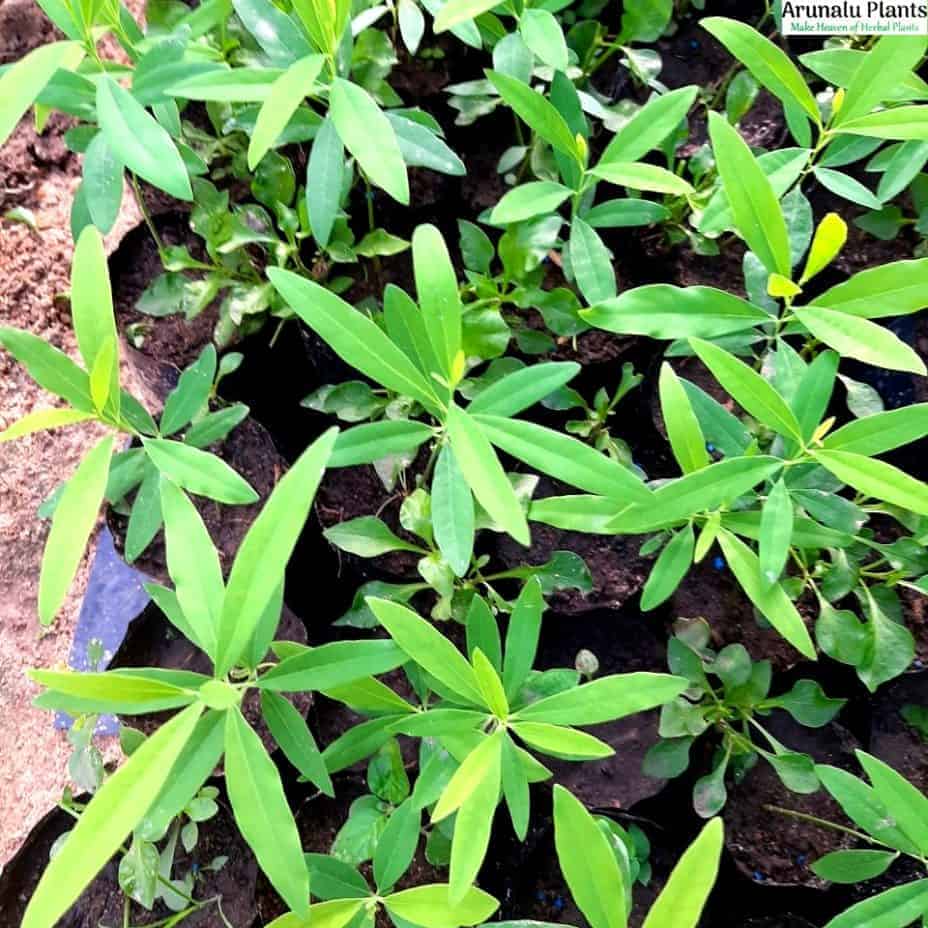 White Sandalwood | Sudu Hadun | Santalum album | සුදු හඳුන්